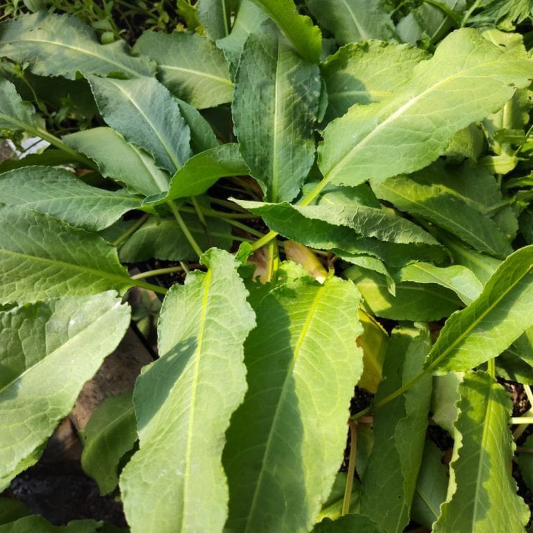 Patience Dock (Organic) - Adaptive Seeds