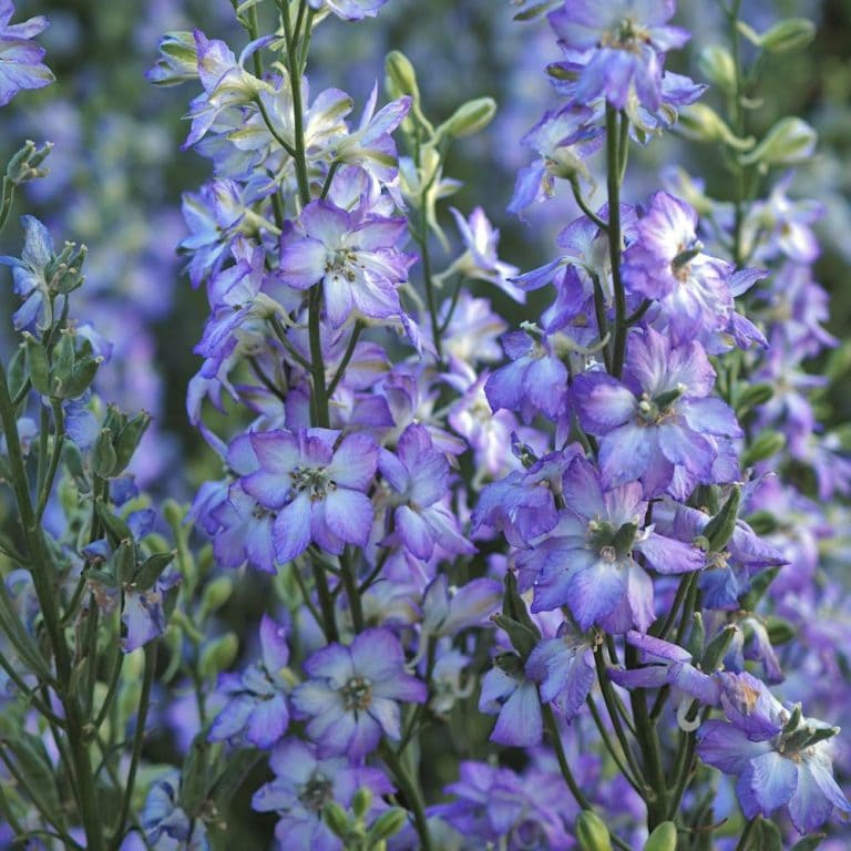 Larkspur, Sydney Blue Picotee (Organic) - Adaptive Seeds