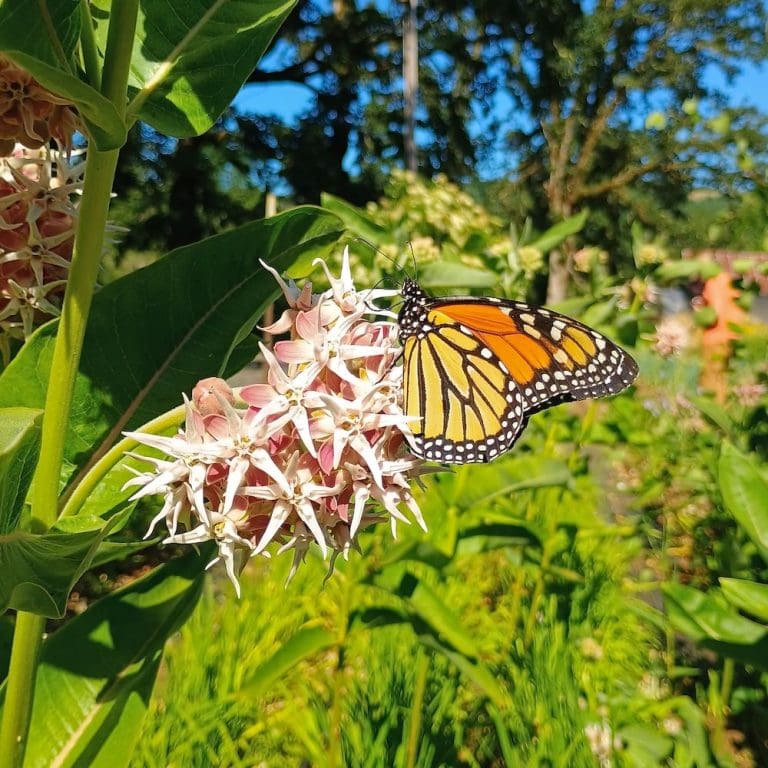 Milkweed, Showy (Organic) - Adaptive Seeds